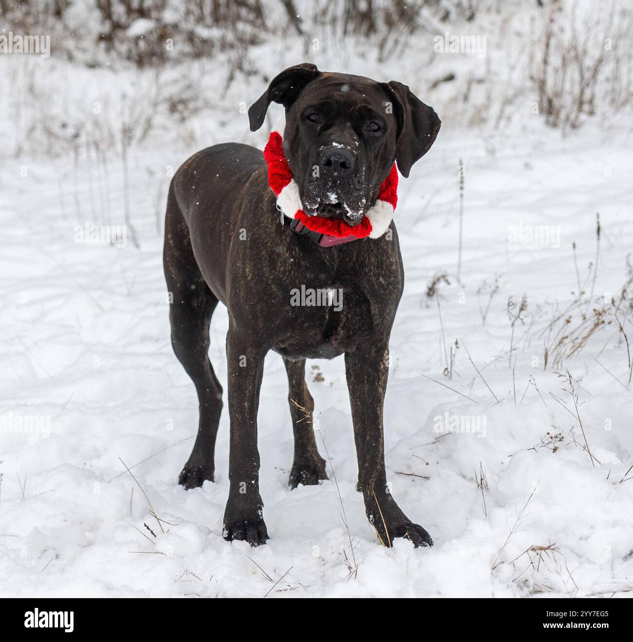 adorable brindle cane corso mix dog wearing a Christmas collar in the ...