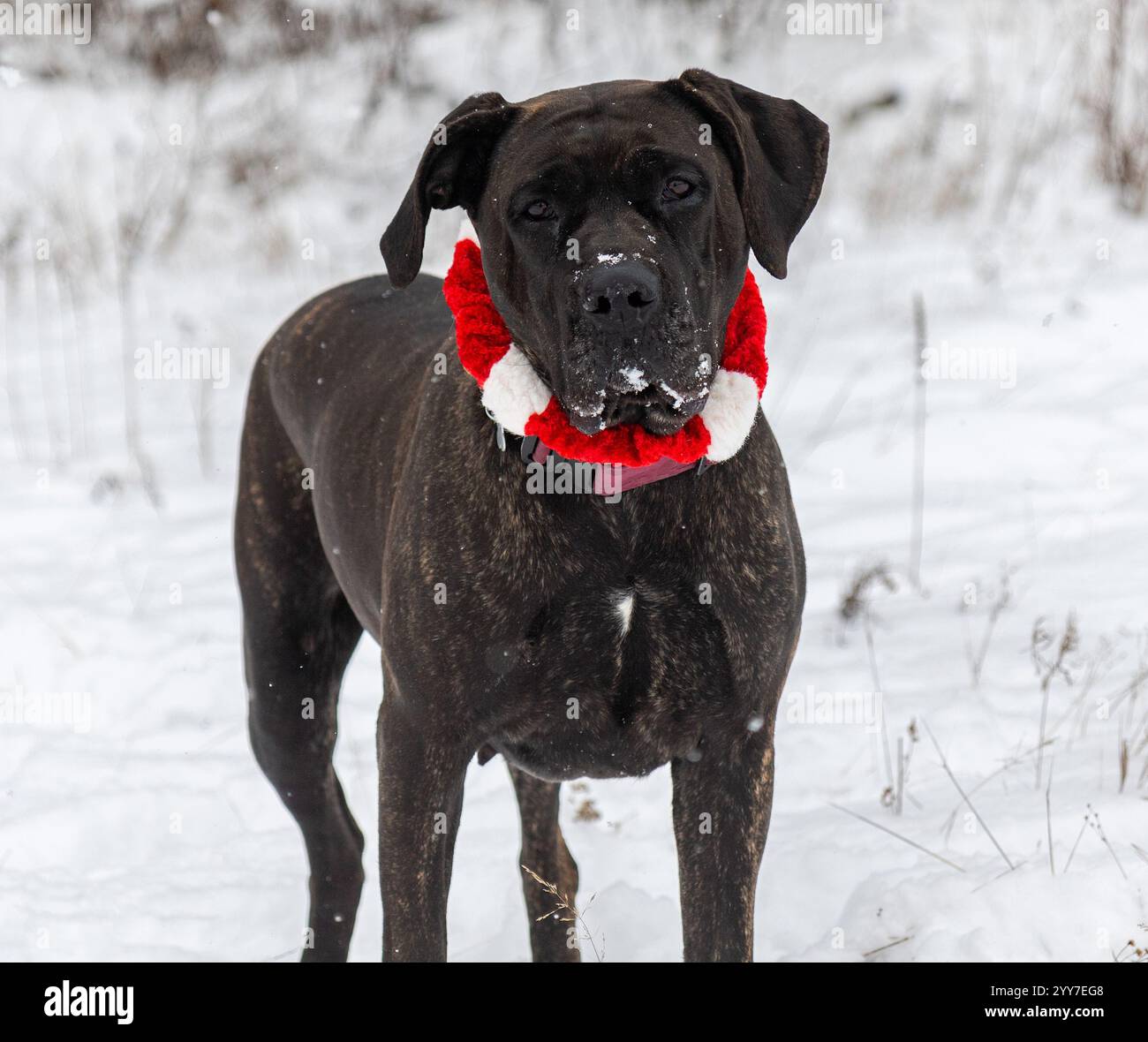 adorable brindle cane corso mix dog wearing a Christmas collar in the ...