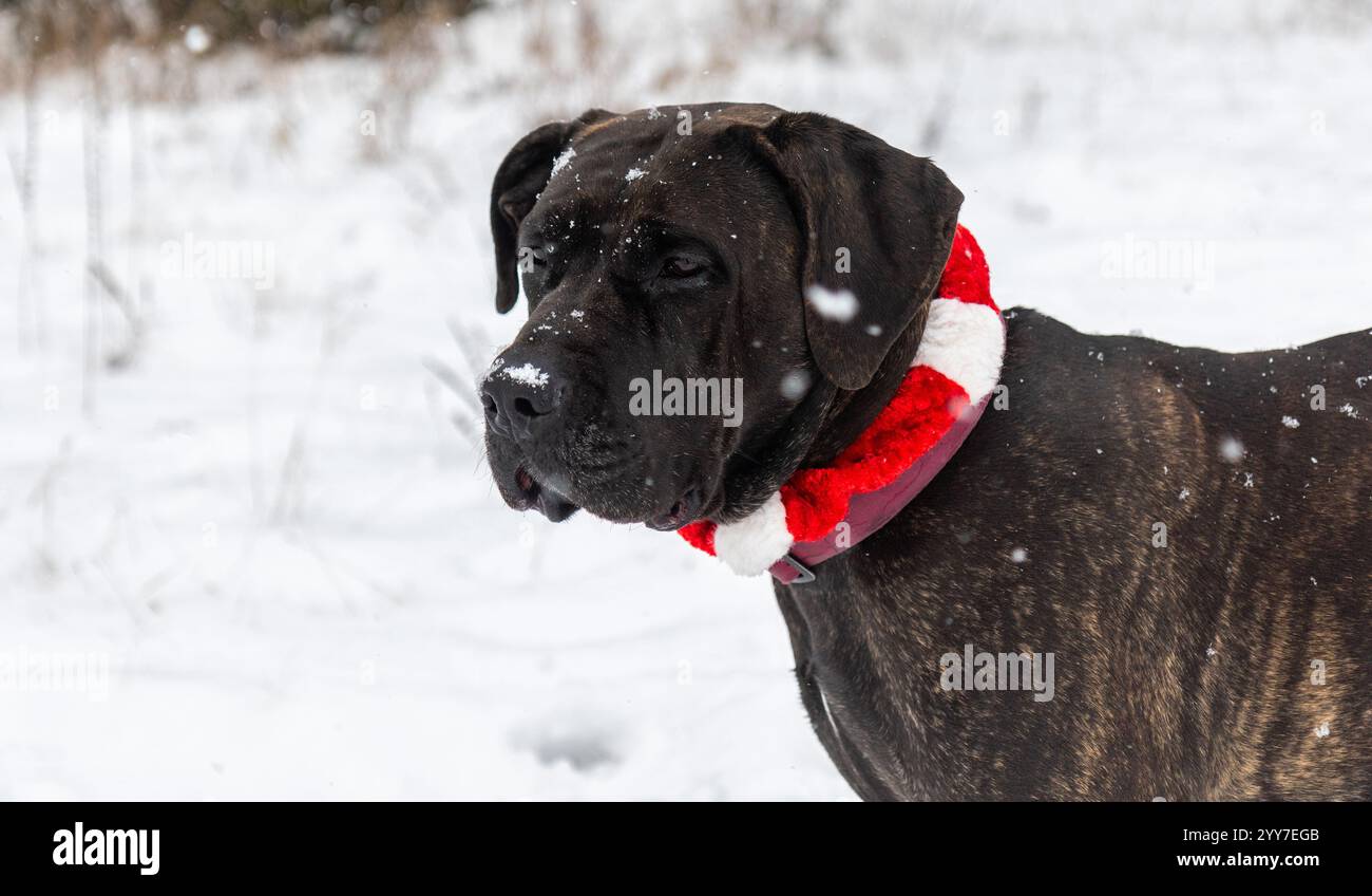 adorable brindle cane corso mix dog wearing a Christmas collar in the ...
