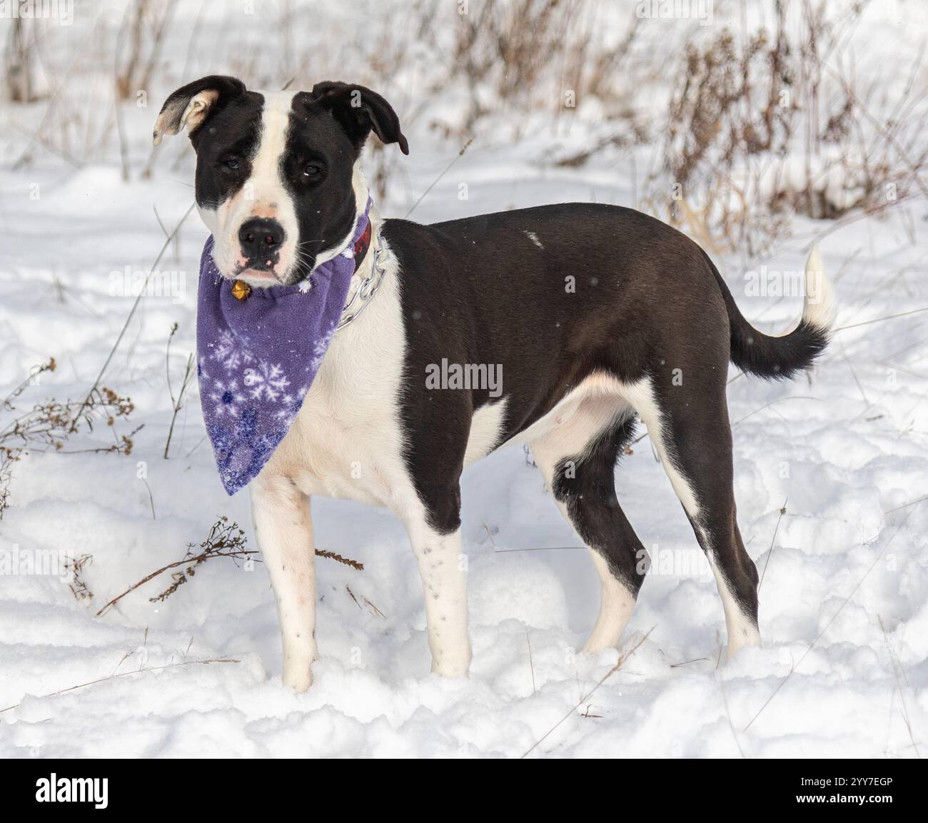 adorable black and white bully mix dog wearing a purple bandanna in the ...