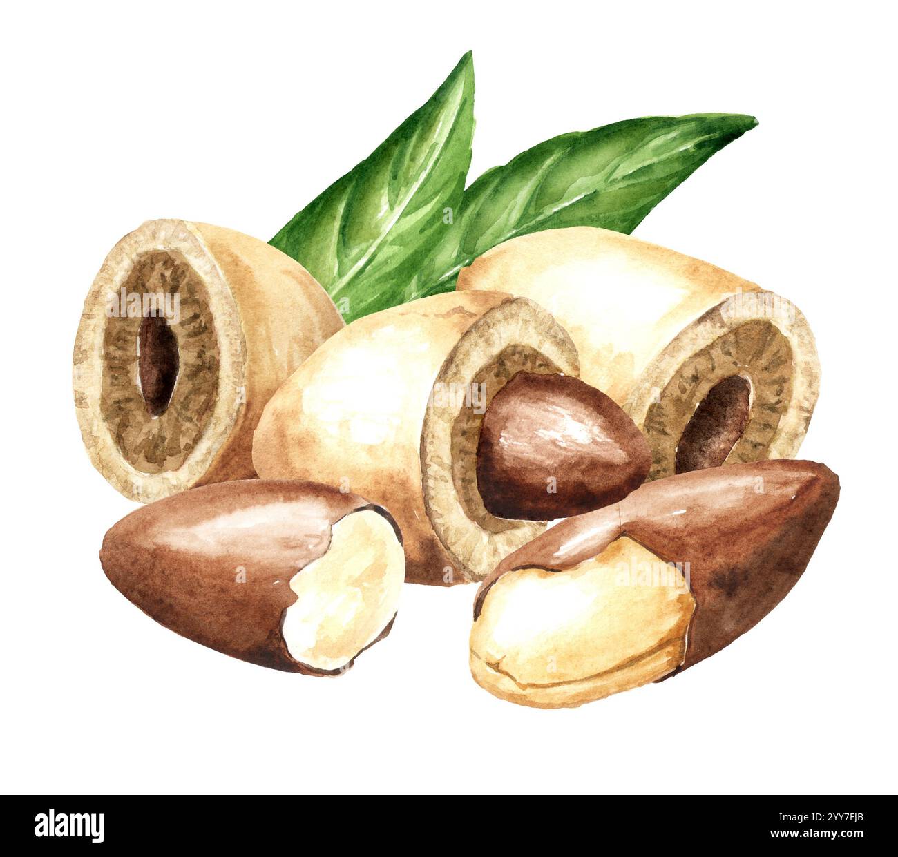 Baru nuts. Watercolor hand drawn illustration, isolated on white ...