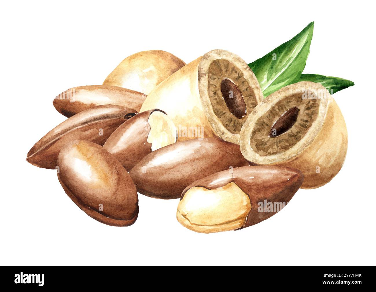 Baru seed hi-res stock photography and images - Alamy