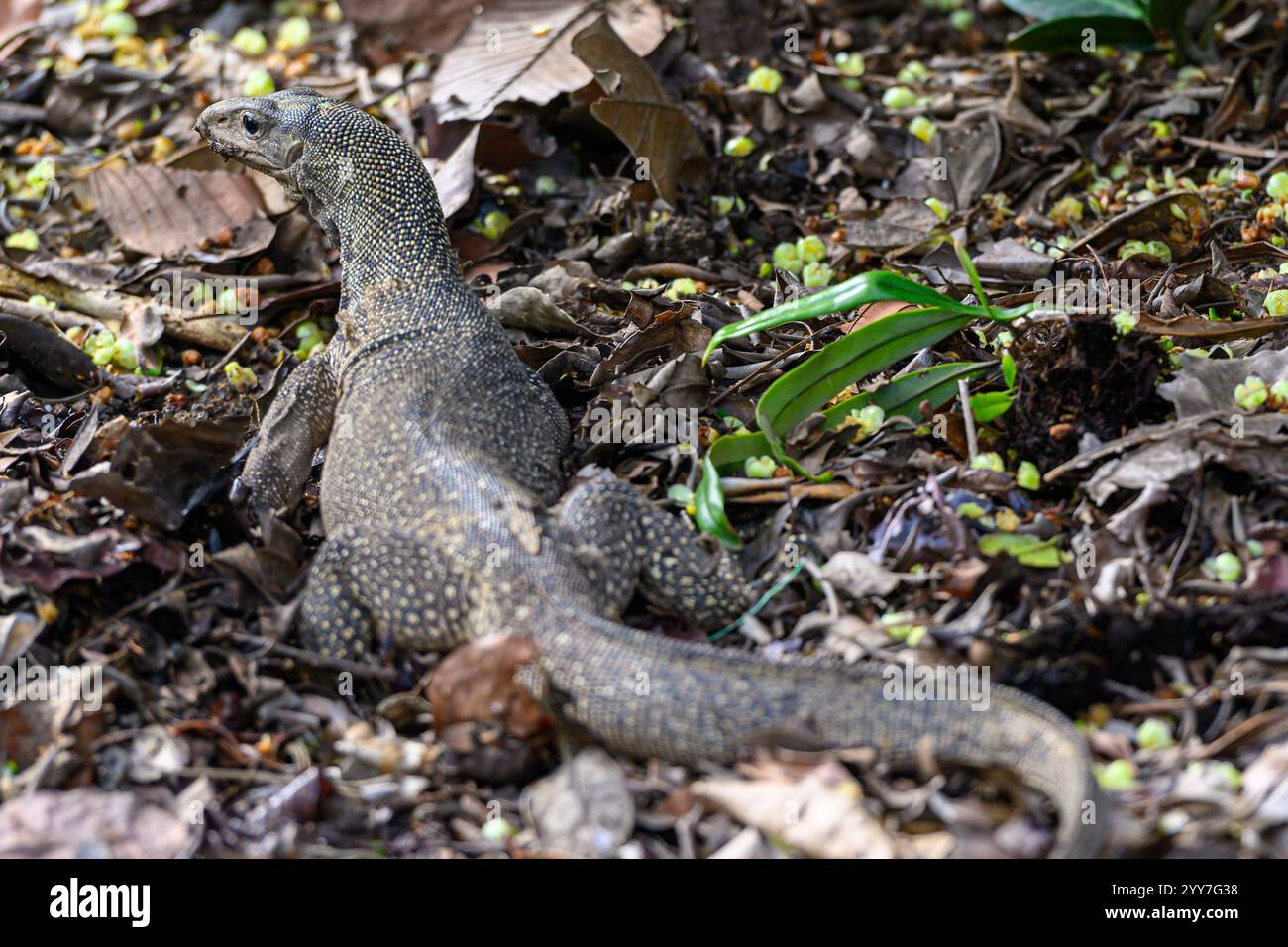 A Monitor Lizard at the Singapore Botanic Garden Stock Photo - Alamy