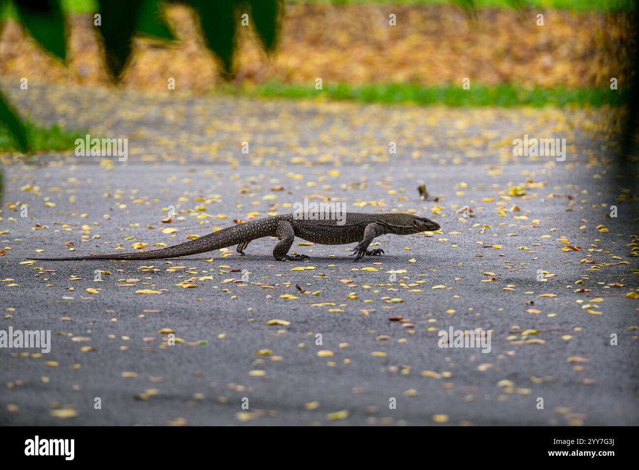 A Monitor Lizard at the Singapore Botanic Garden Stock Photo - Alamy