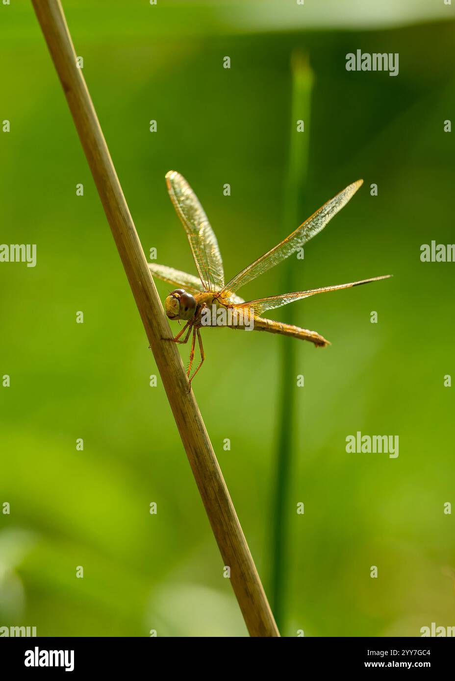 A Red Grasshawk Dragonfly resting at Bidadari Park, Singapore Stock ...
