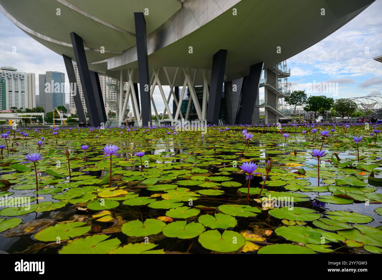 The Lily Pond at the Singapore Art Science Museum, Singapore Stock ...