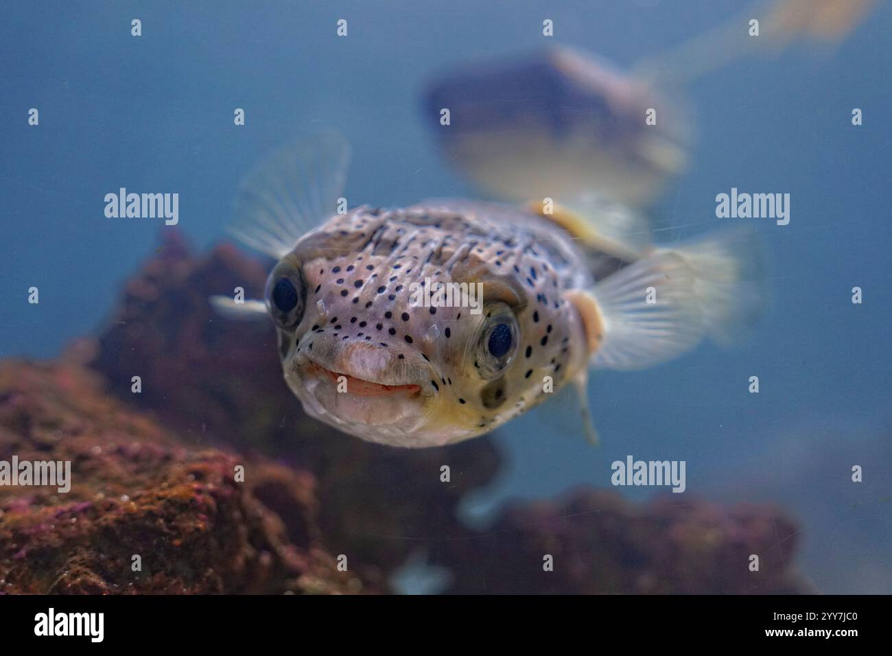 The Japanese porcupine fish, also known as Harisenbon, is a member of ...