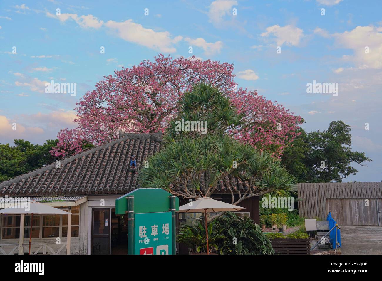 Beautiful scenery at Okinawa world theme park, featuring pretty pink ...