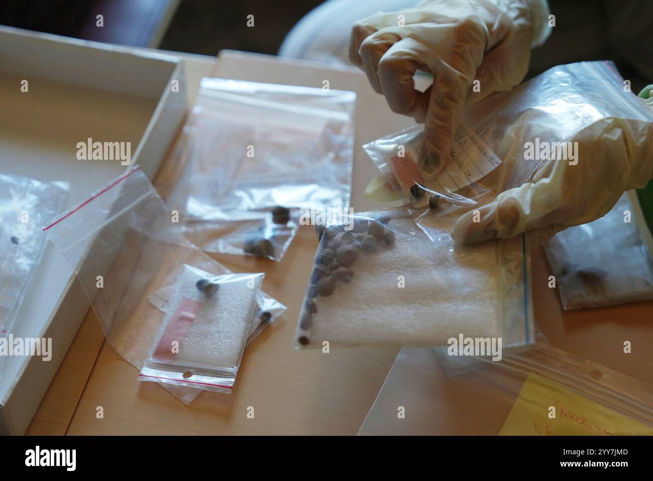 Thaís Pansani examines giant sloth bones dated to about 25,000 to ...