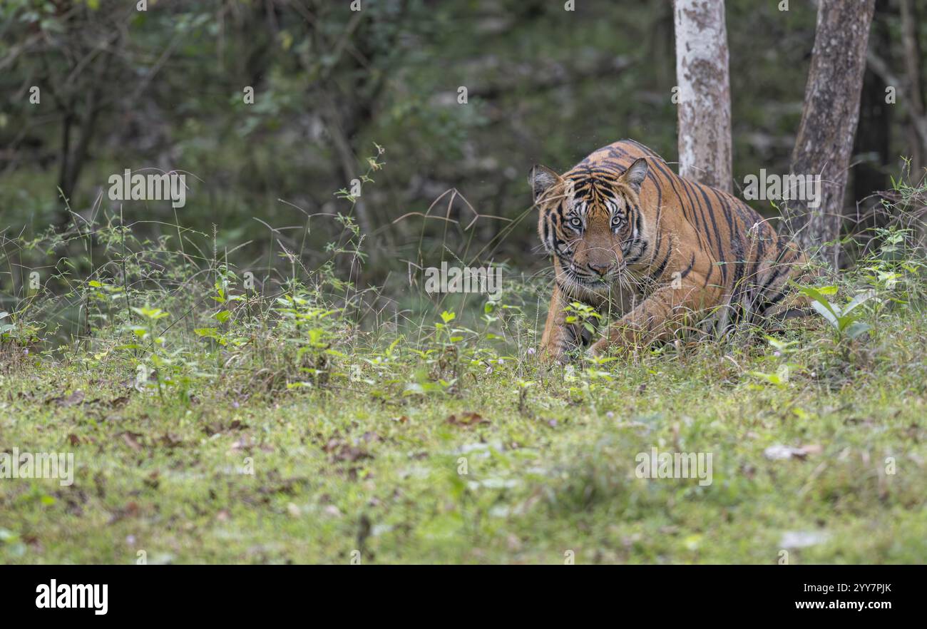 Tiger in an Indian Jungle Stock Photo - Alamy