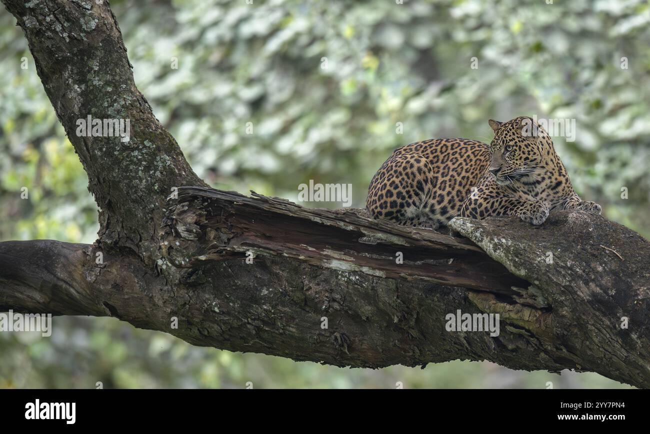 Indian leopard hi-res stock photography and images - Alamy
