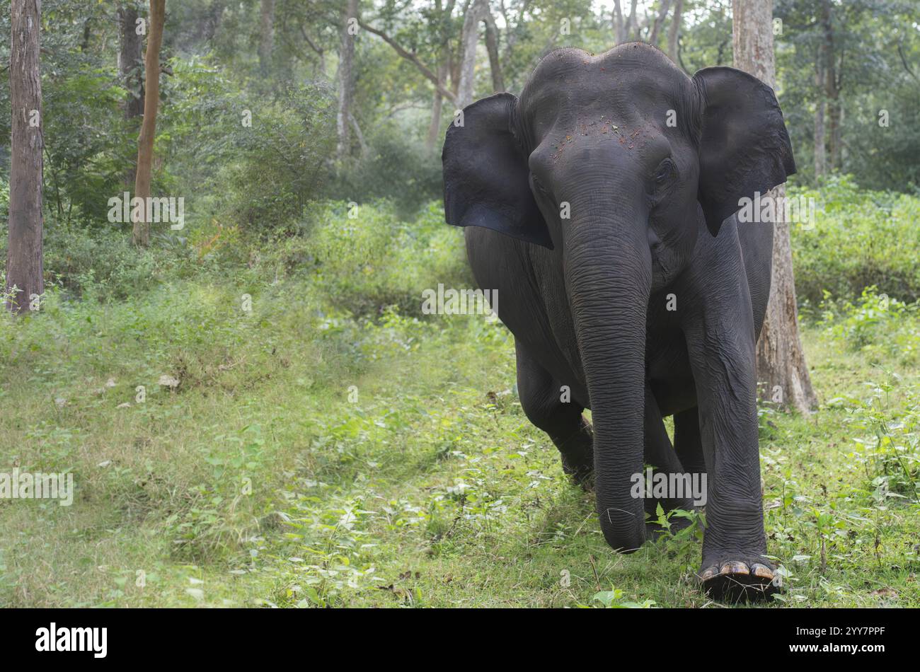 Elephant charging hi-res stock photography and images - Alamy