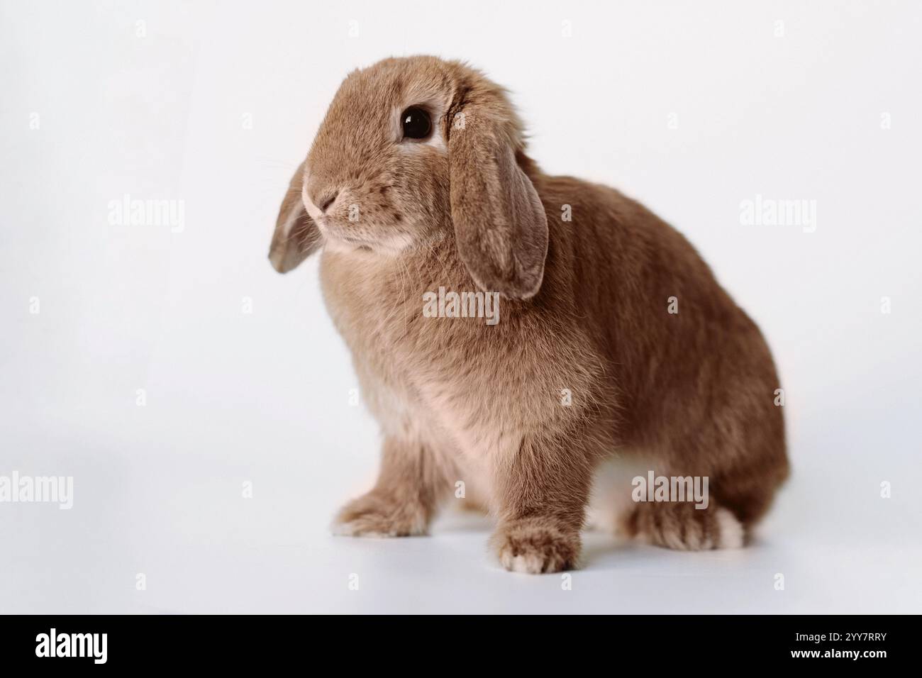 funny red rabbit with its ears down isolated on white background. Mocha ...