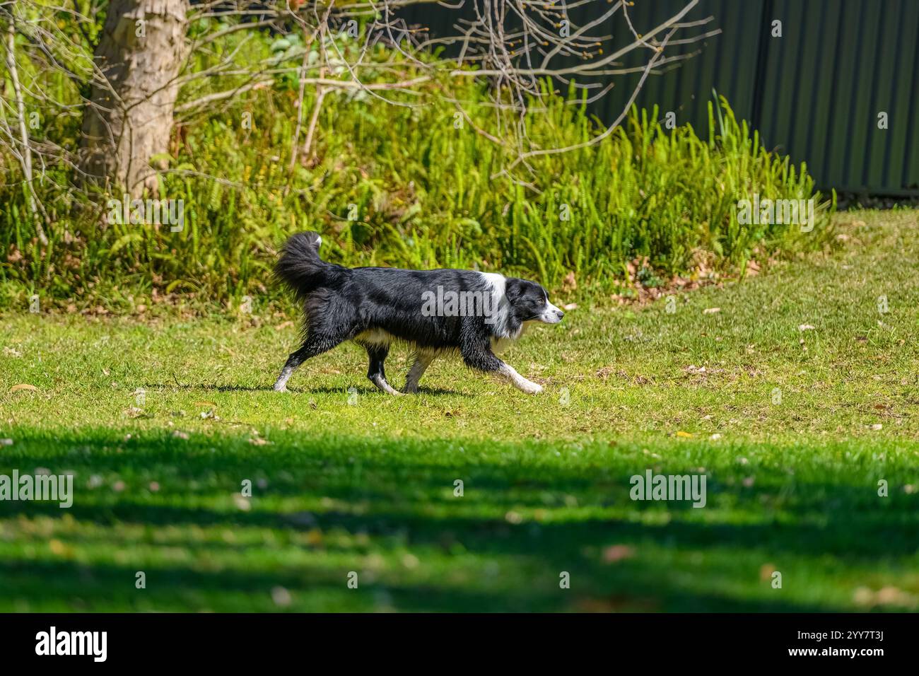 Border Collie running on green grass off leash in dog park with green ...