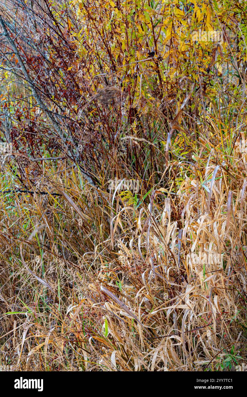 Grasses and Shrub turn to heir autumn phases along Rieboldt Creek, Mud ...