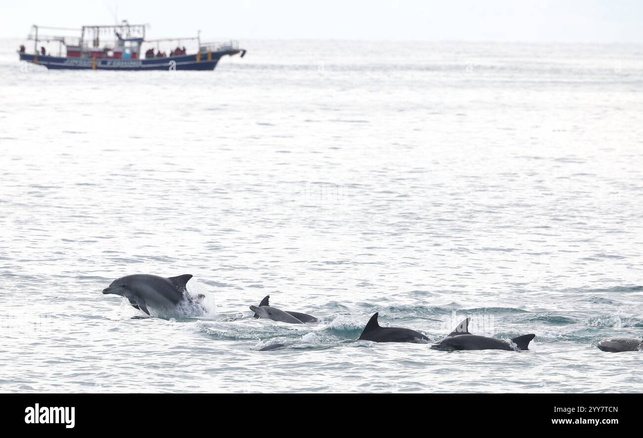 20th Dec, 2024. Bottlenose dolphins off Jeju A pod of bottlenose ...