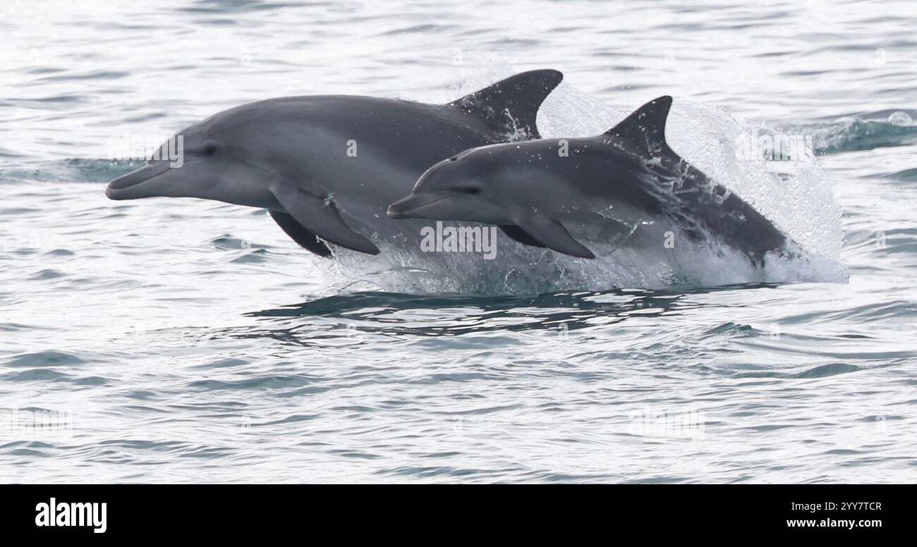 20th Dec, 2024. Bottlenose dolphins off Jeju A pod of bottlenose ...