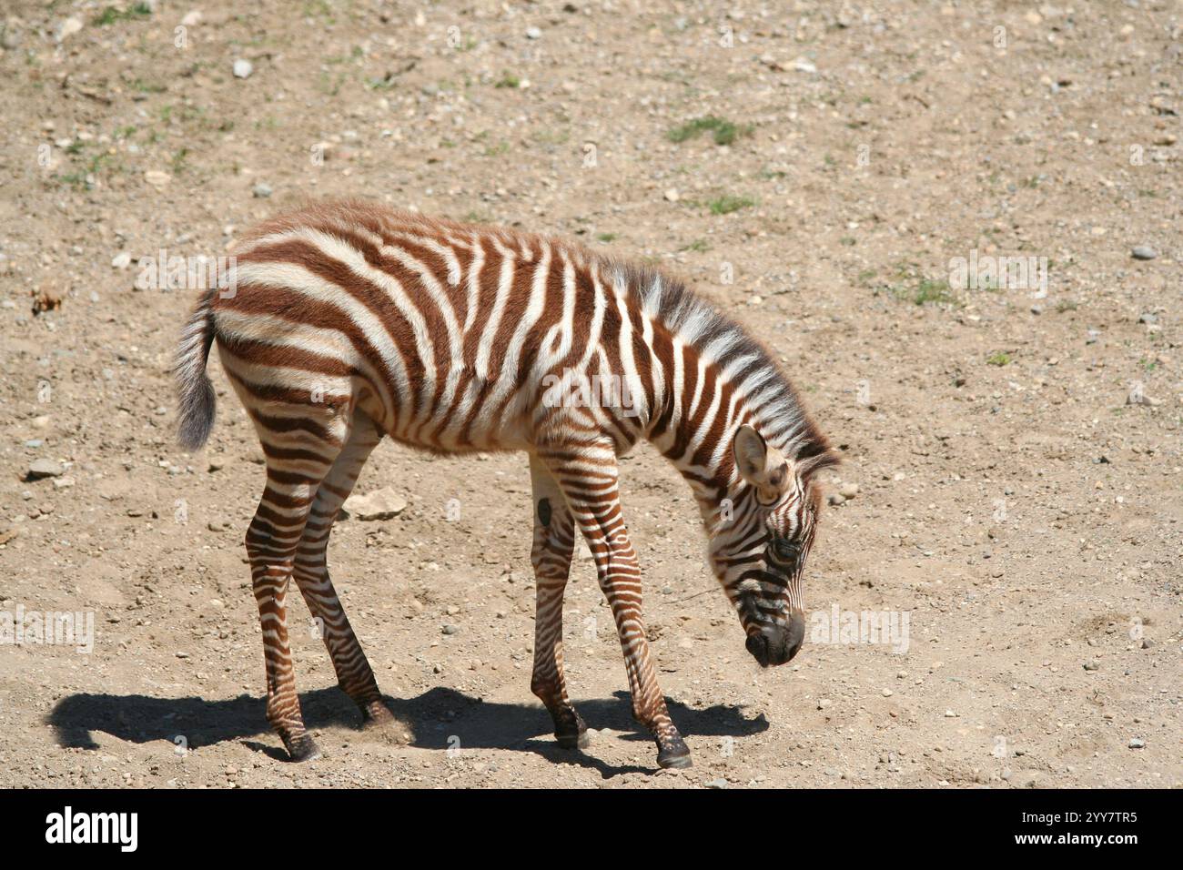 Young Zebra with Brown Stripes walking around and searching for food ...