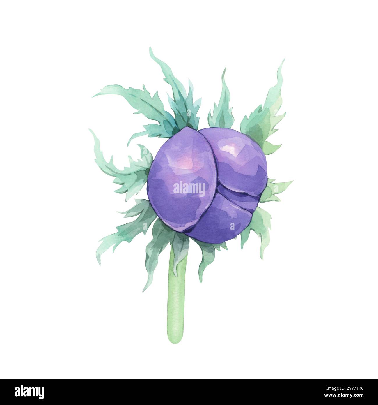 Anemone. Purple Flower. Bud. Isolated. Windflower Stock Photo - Alamy