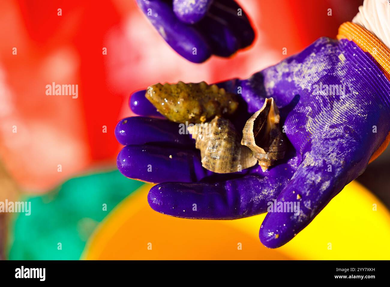 People go beachcombing at seaside in Rizhao City, east China's Shandong ...