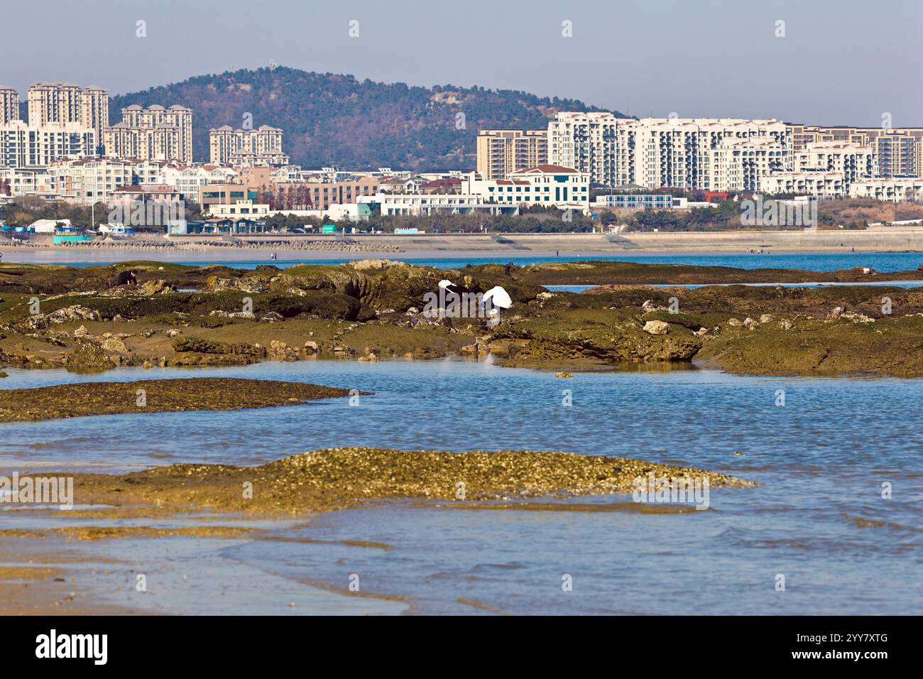 People go beachcombing at seaside in Rizhao City, east China's Shandong ...