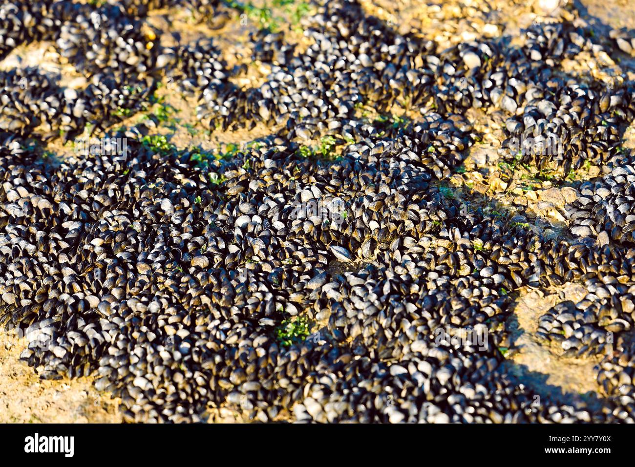 People go beachcombing at seaside in Rizhao City, east China's Shandong ...