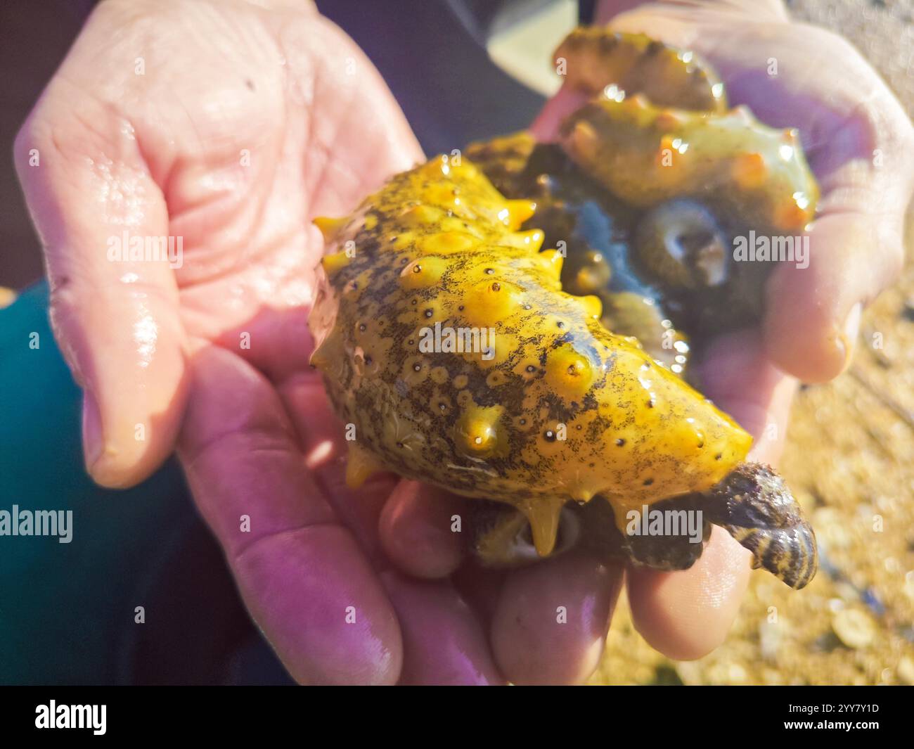 People go beachcombing at seaside in Rizhao City, east China's Shandong ...