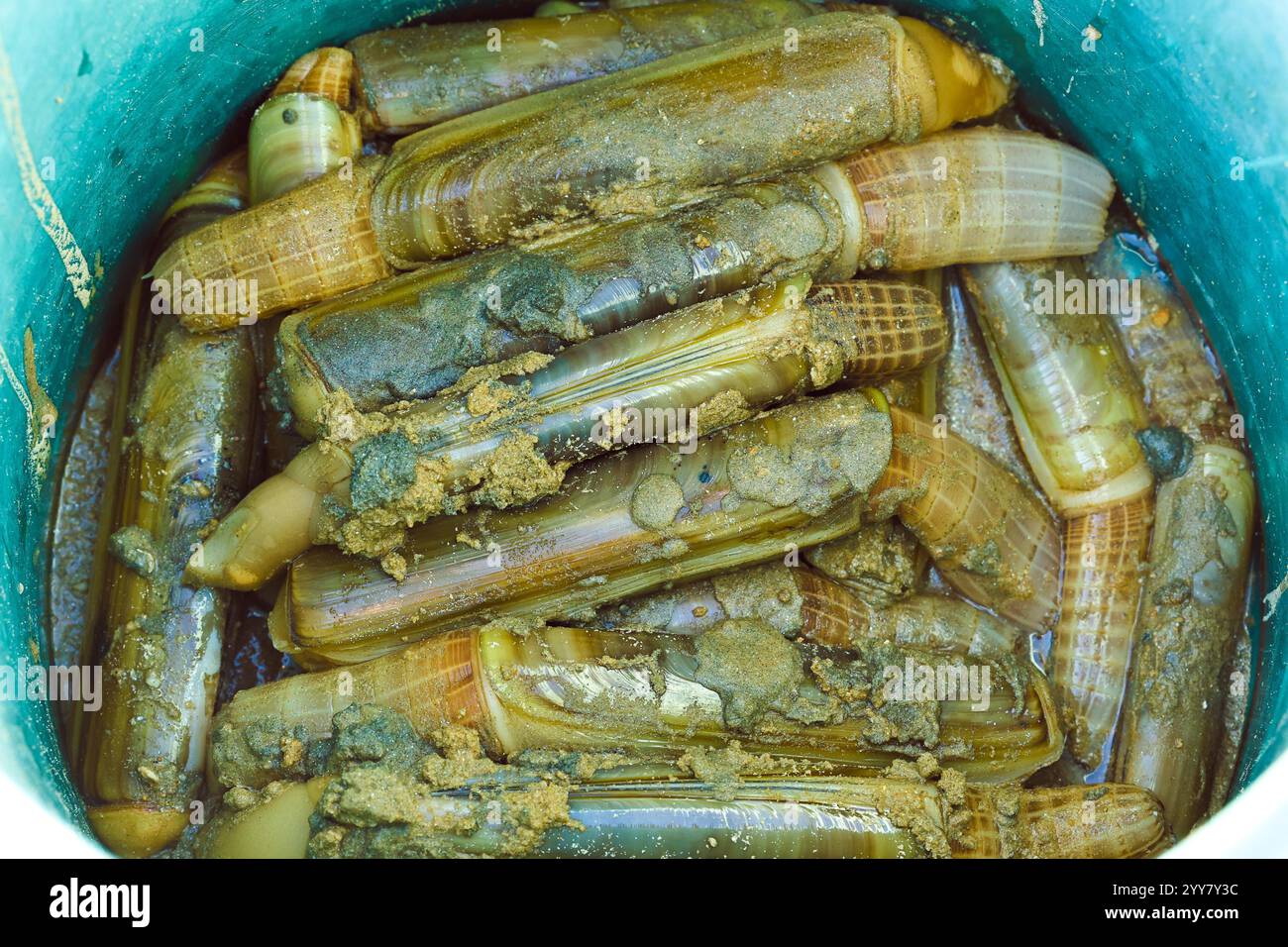 People go beachcombing at seaside in Rizhao City, east China's Shandong ...