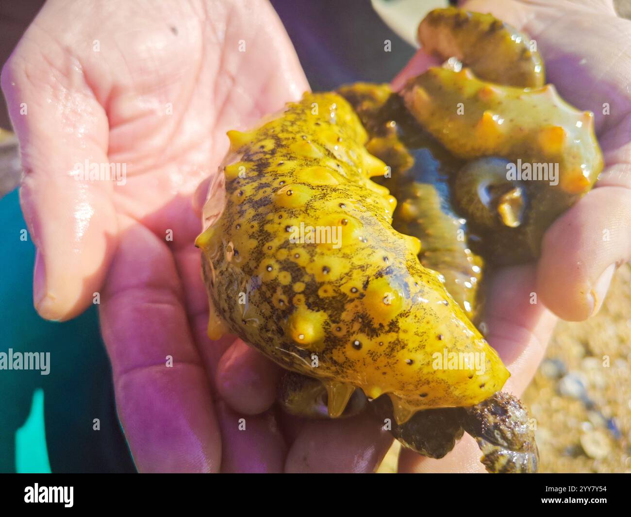 People go beachcombing at seaside in Rizhao City, east China's Shandong ...