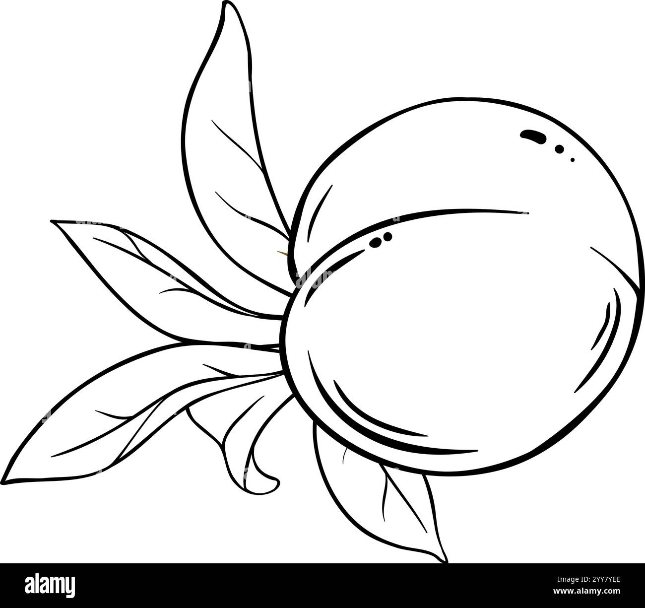 Peach Fruit Isolated Outline Illustration Stock Vector Image & Art - Alamy