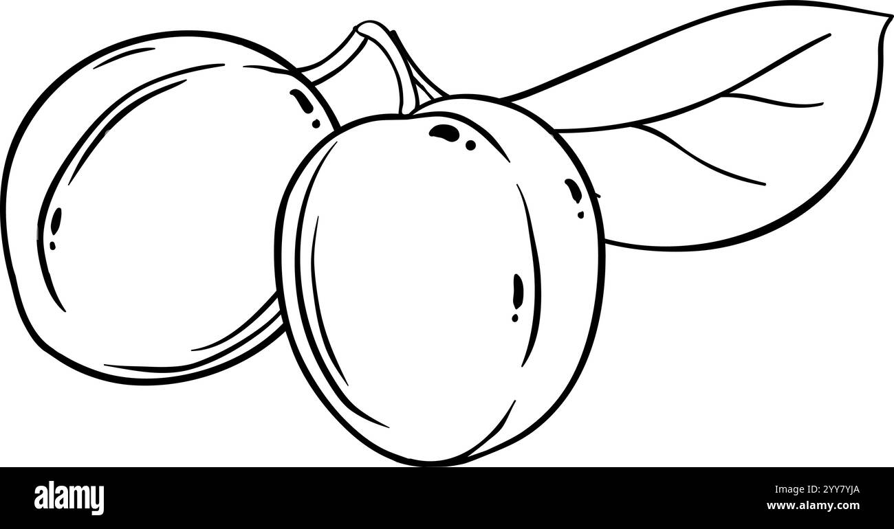 Plum Fruit Isolated Outline Illustration Stock Vector Image & Art - Alamy