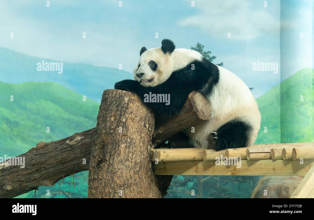 Giant panda Ji Lan at Nanning Zoo, Nanning City, south China's Guangxi ...