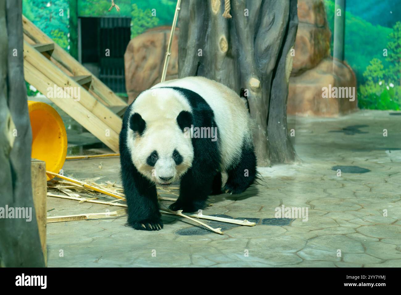 Giant panda Ji Lan at Nanning Zoo, Nanning City, south China's Guangxi ...