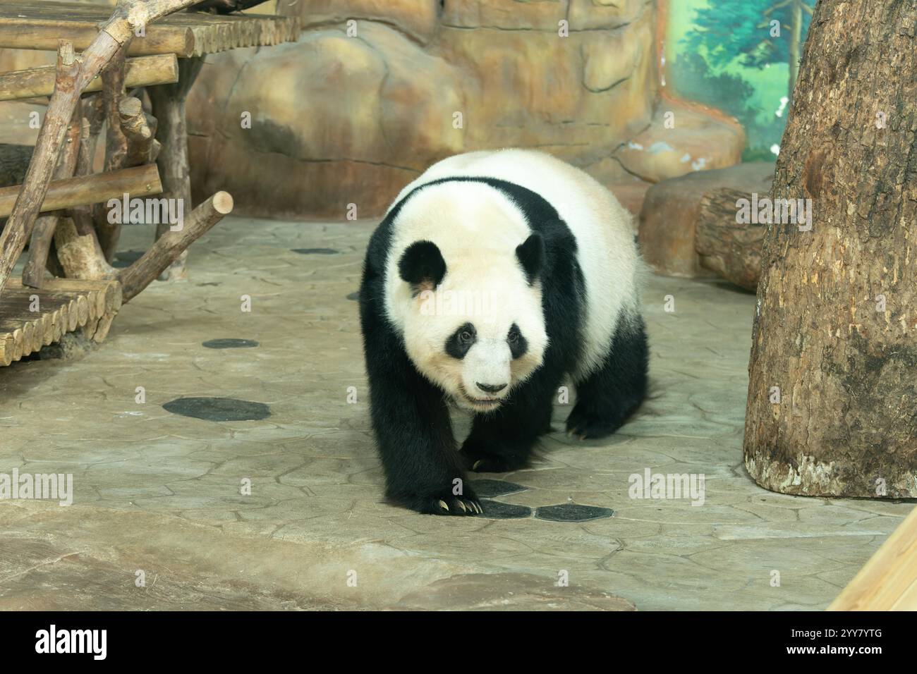 Giant panda Ji Lan at Nanning Zoo, Nanning City, south China's Guangxi ...