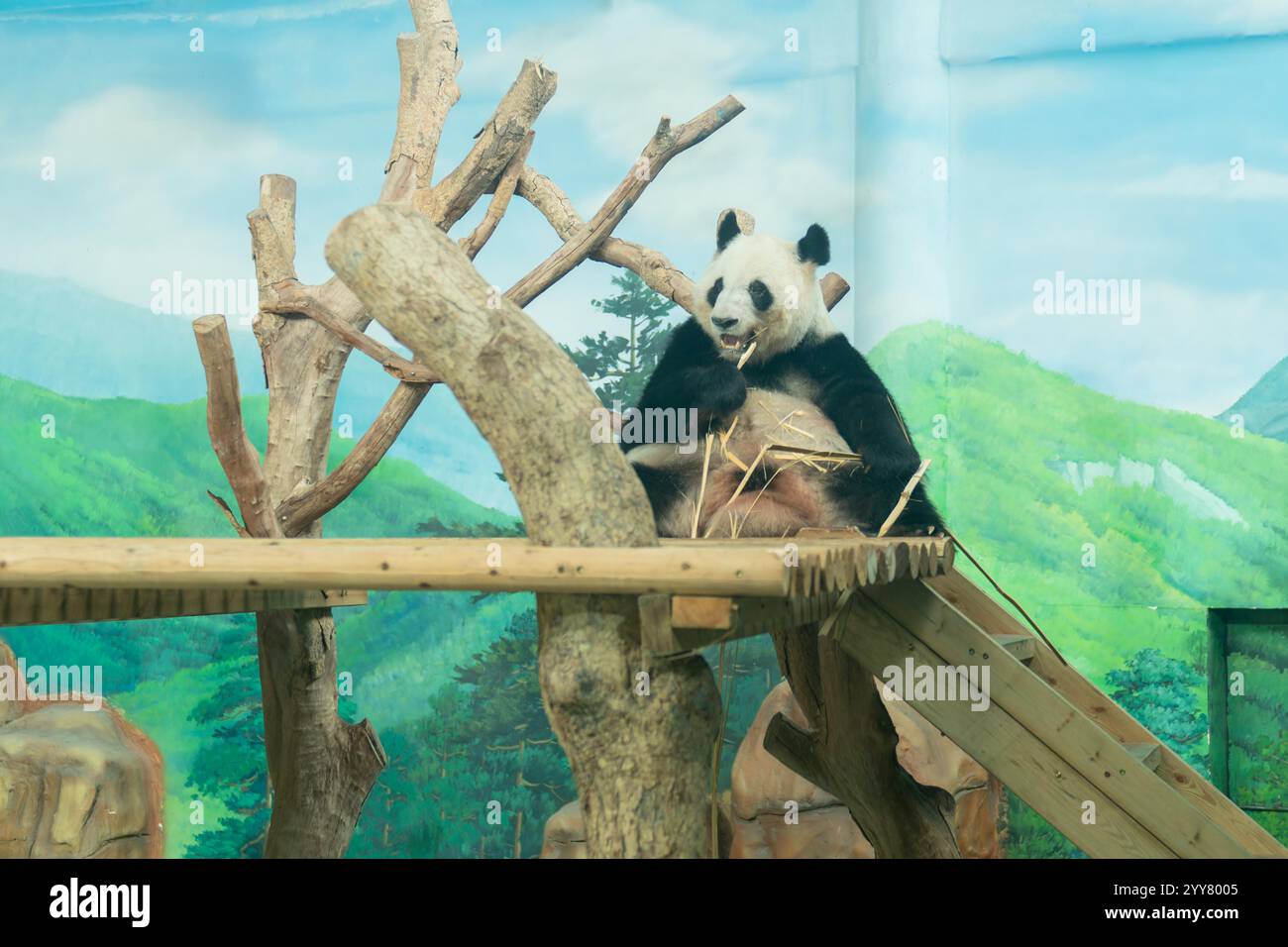 Giant panda Ji Lan at Nanning Zoo, Nanning City, south China's Guangxi ...
