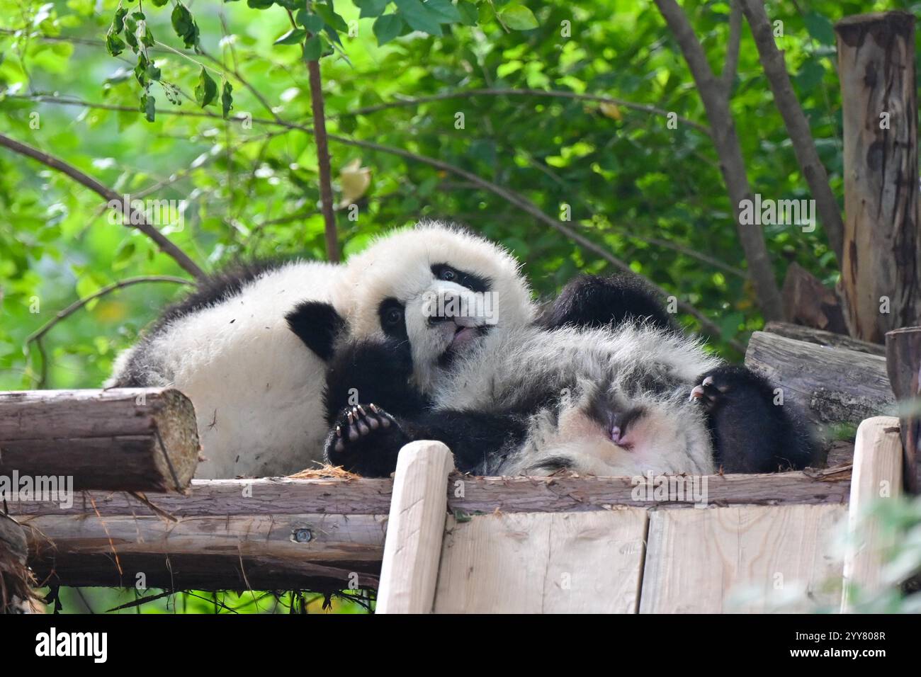 Giant panda cubs attract tourists in Chengdu City, southwest China's ...