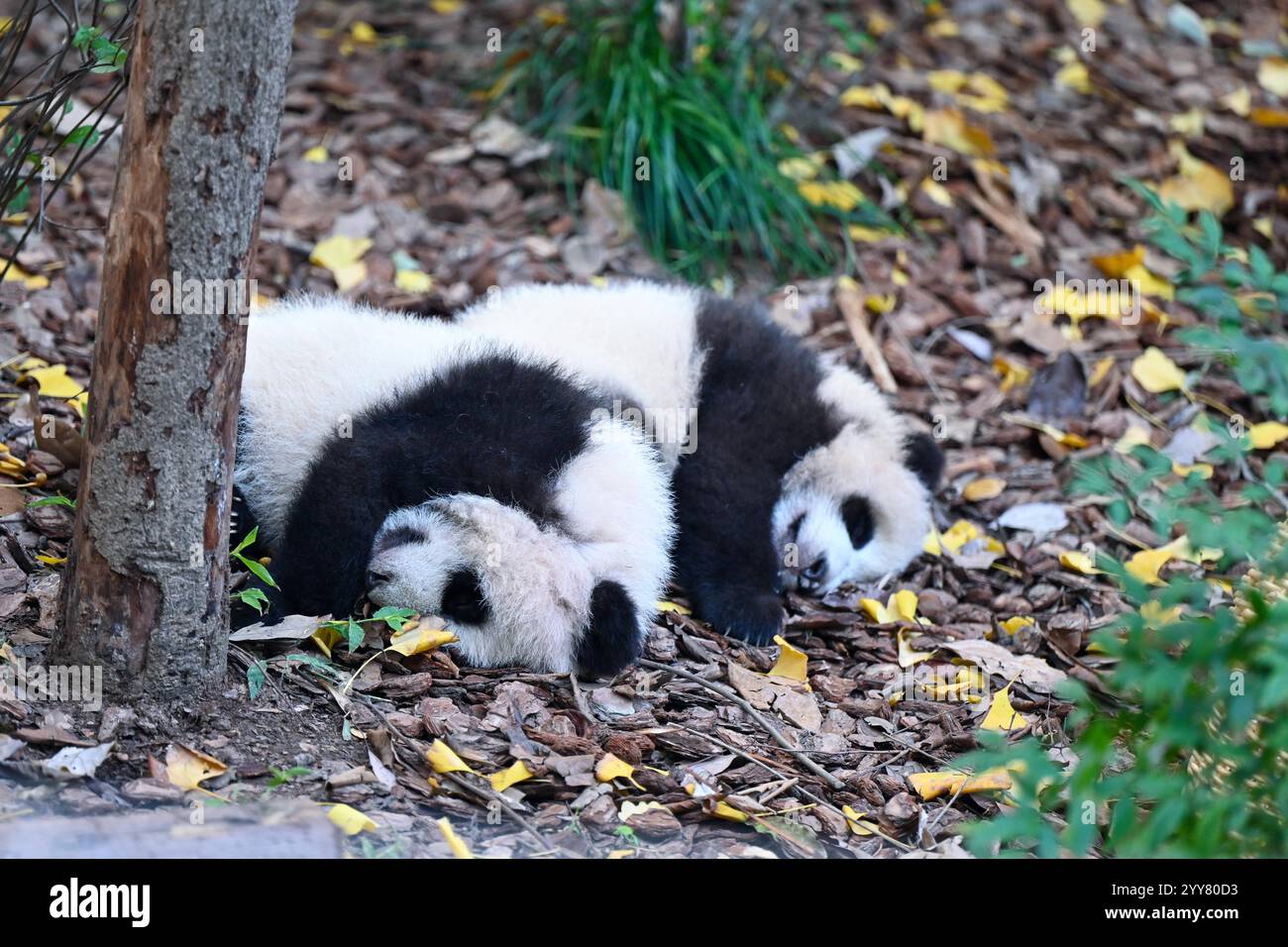 Giant panda cubs attract tourists in Chengdu City, southwest China's ...