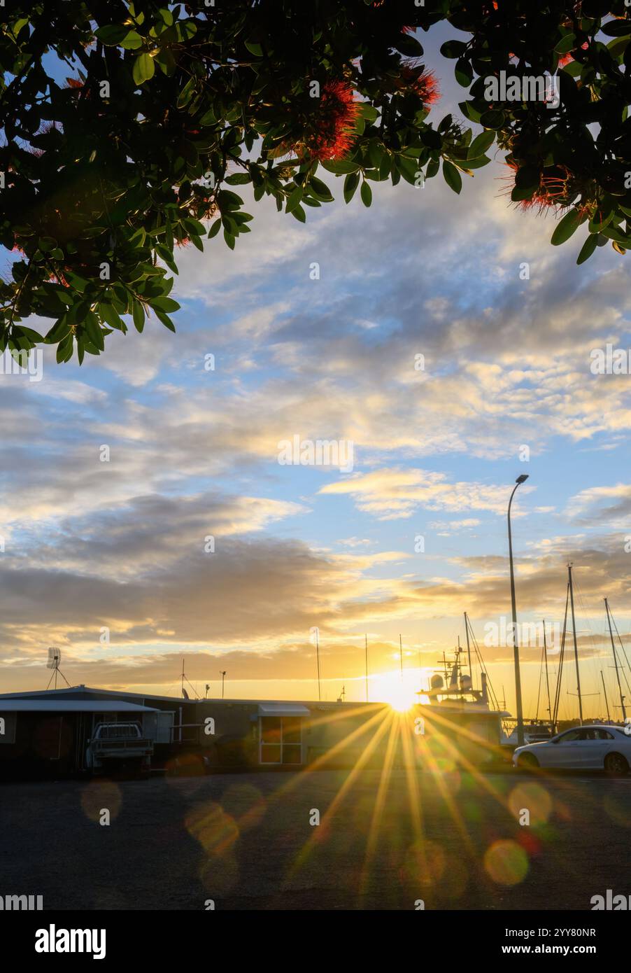 Pohutukawa trees framing the setting sun. Auckland. Vertical format ...