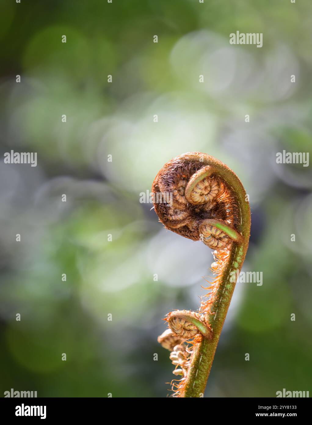 A young fern standing tall in the forest. Natural green boken ...