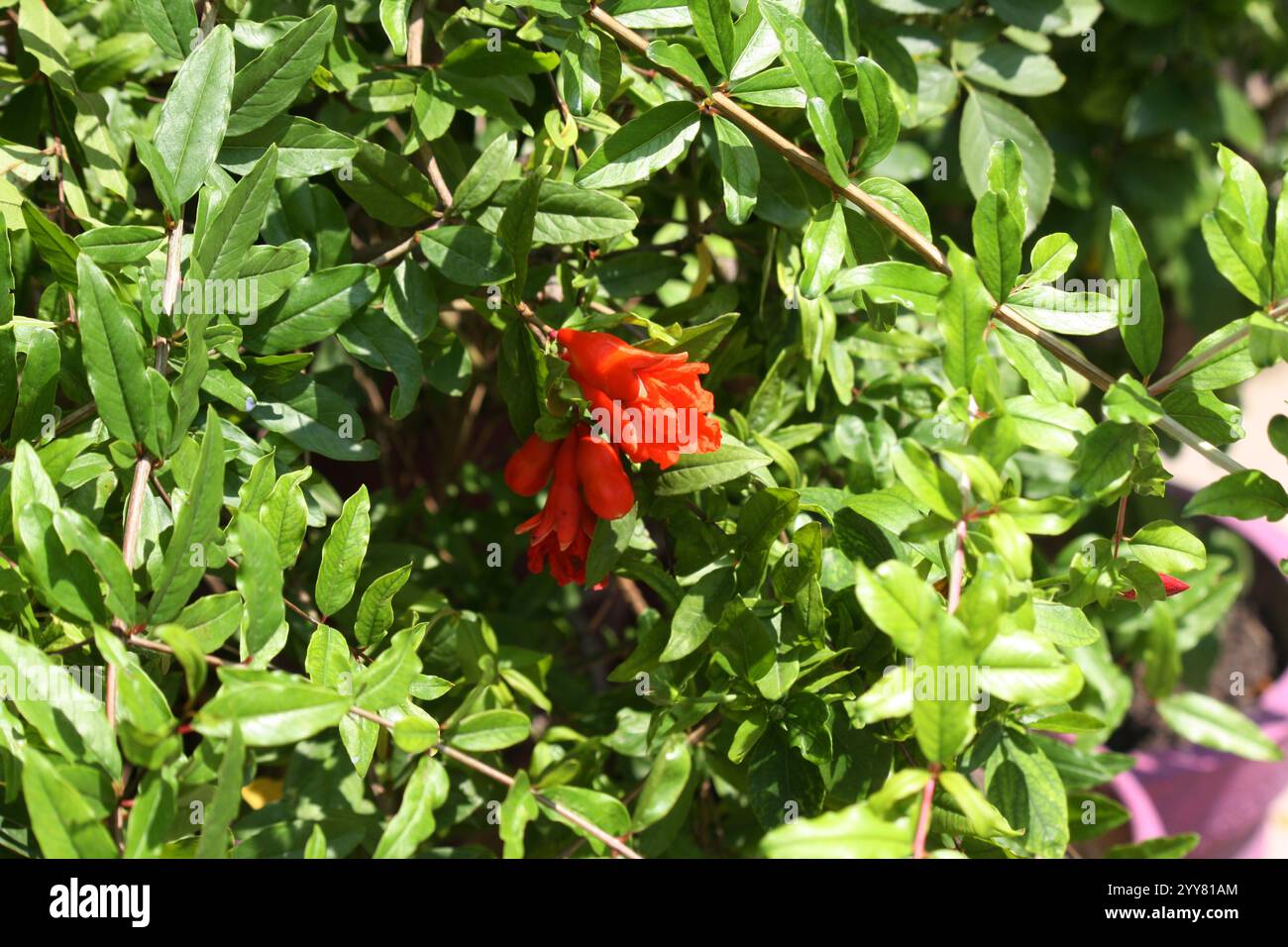 Pomegranate (Punica granatum) flowers and buds on branch of a plant ...