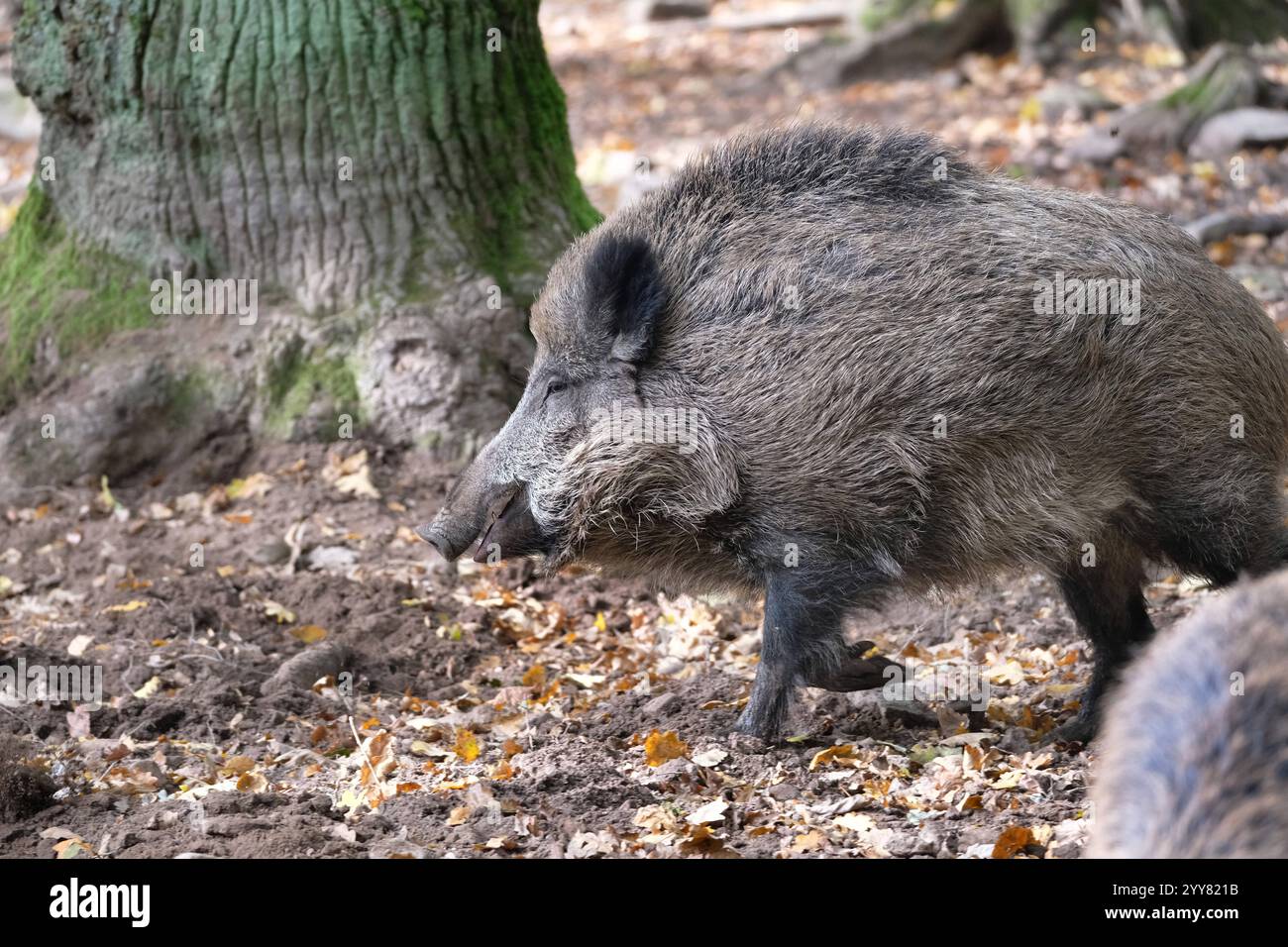 Wildschwein in freier Natur im Herbst Wildschwein in freier Natur Stock ...