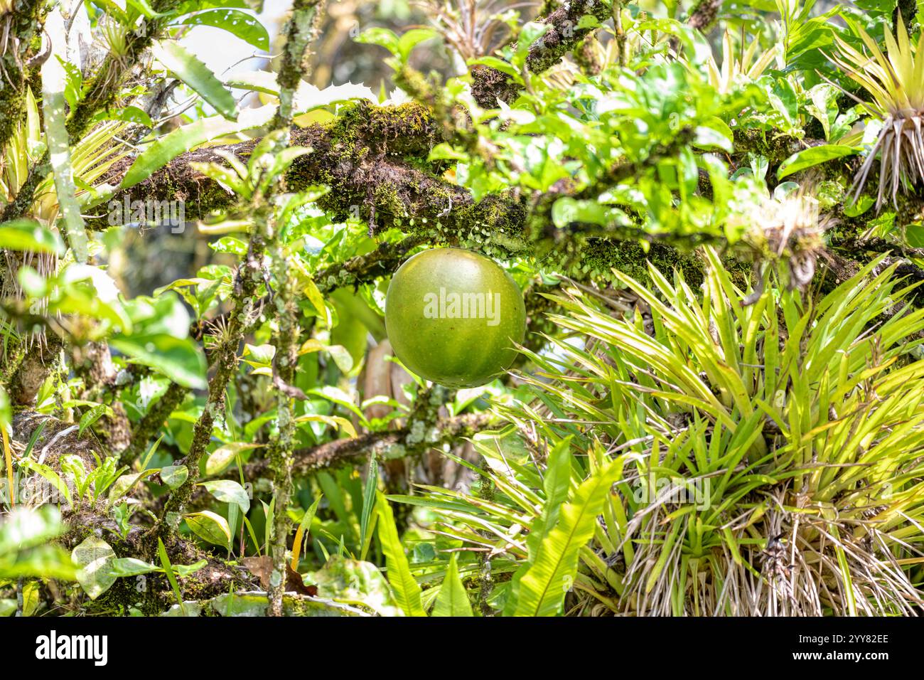 Crescentia (calabash tree, huingo, krabasi, or kalebas), flowering ...
