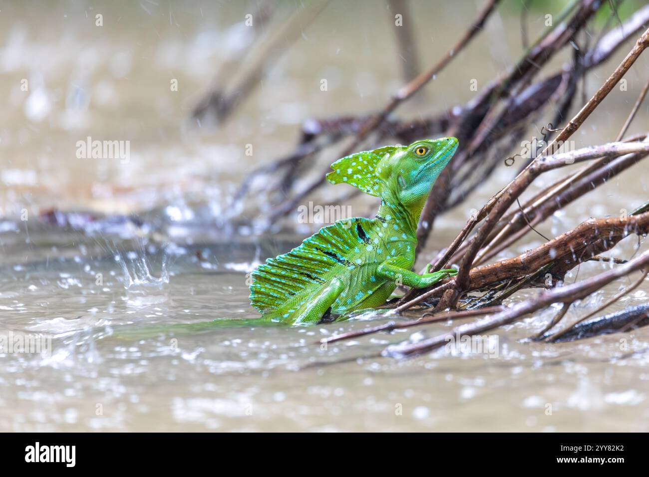 Plumed green basilisk (Basiliscus plumifrons), sitting on branch ...