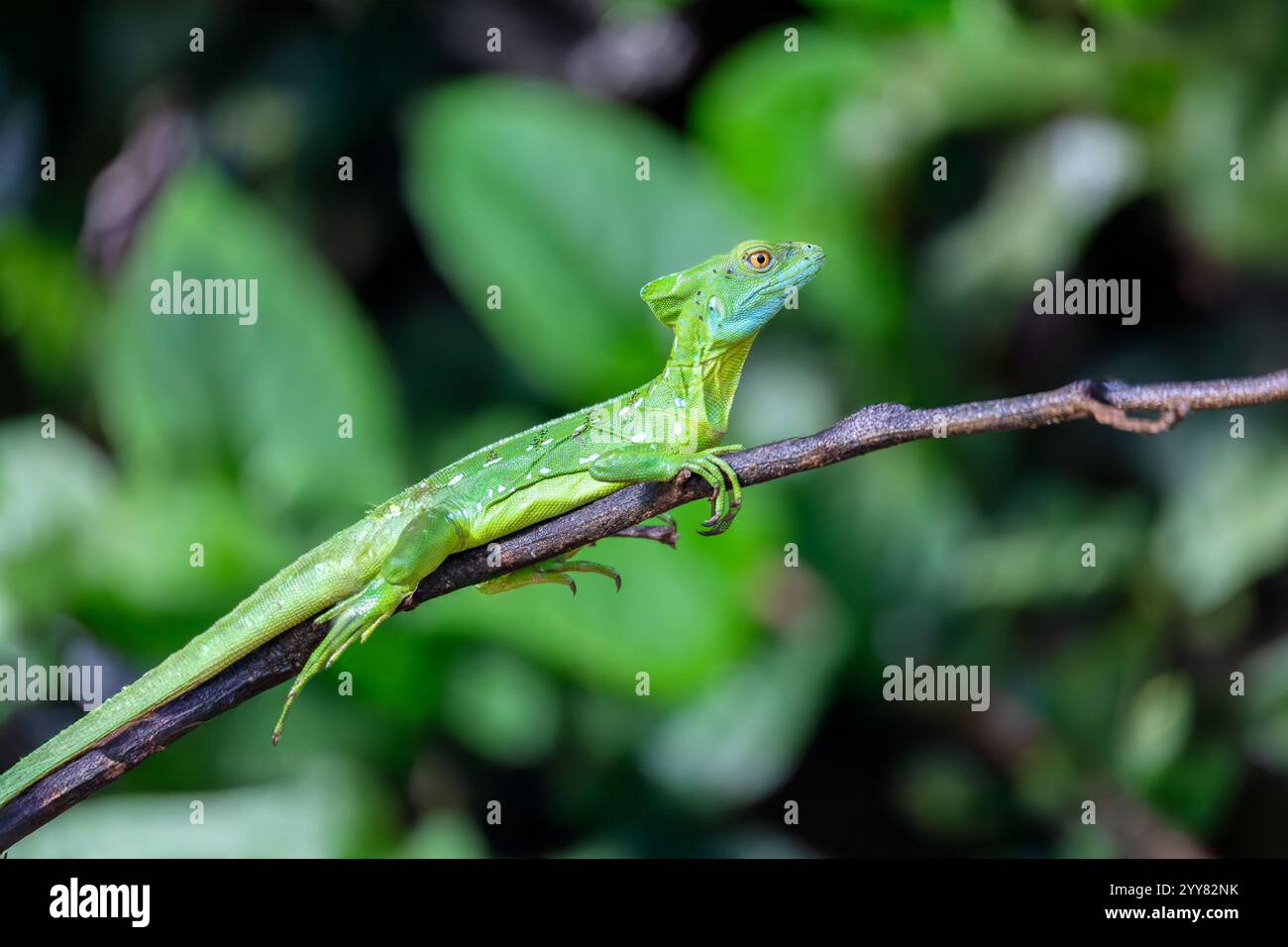 Female of Plumed green basilisk (Basiliscus plumifrons), sitting on ...