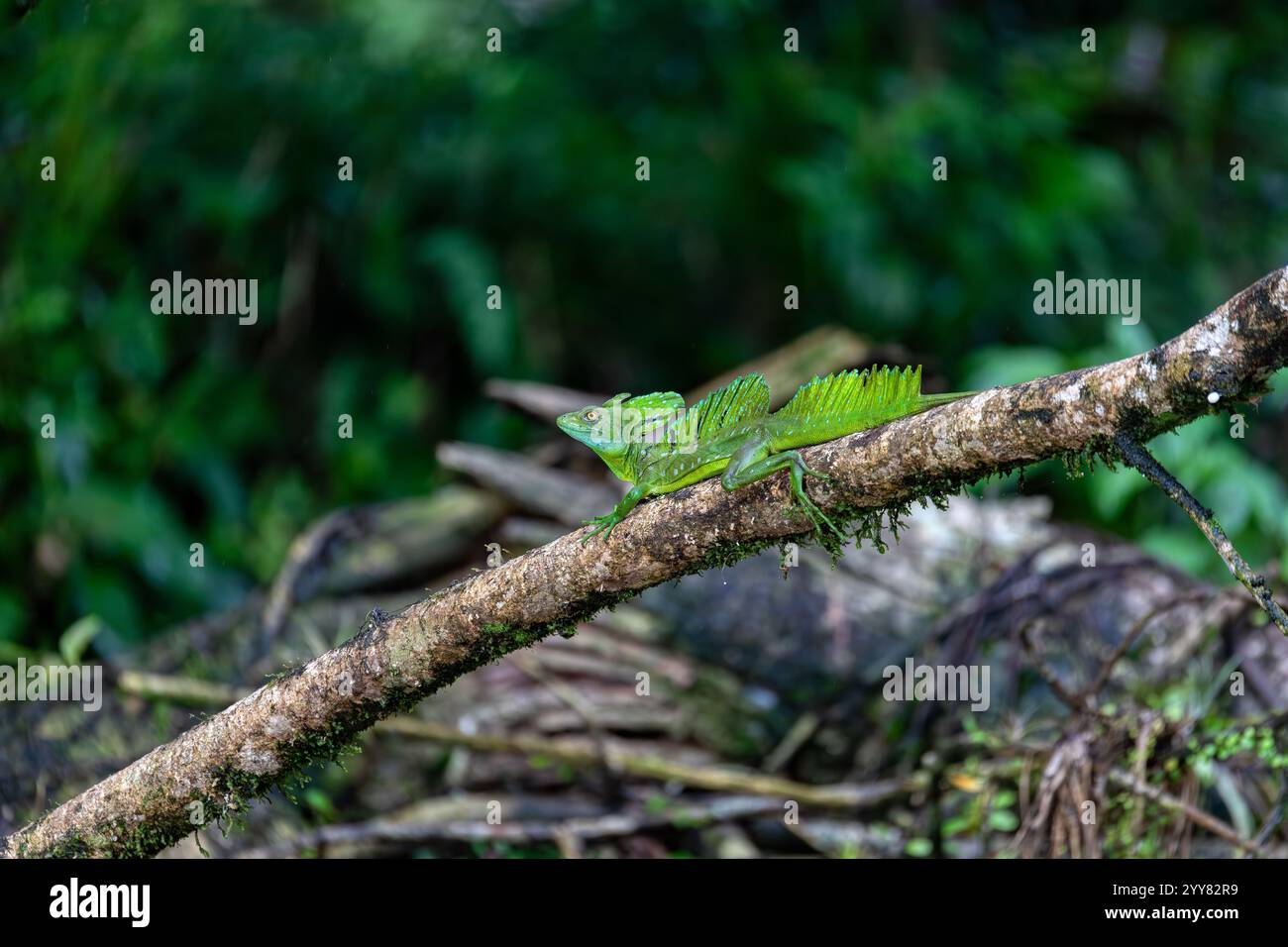 Plumed green basilisk (Basiliscus plumifrons), sitting on branch ...