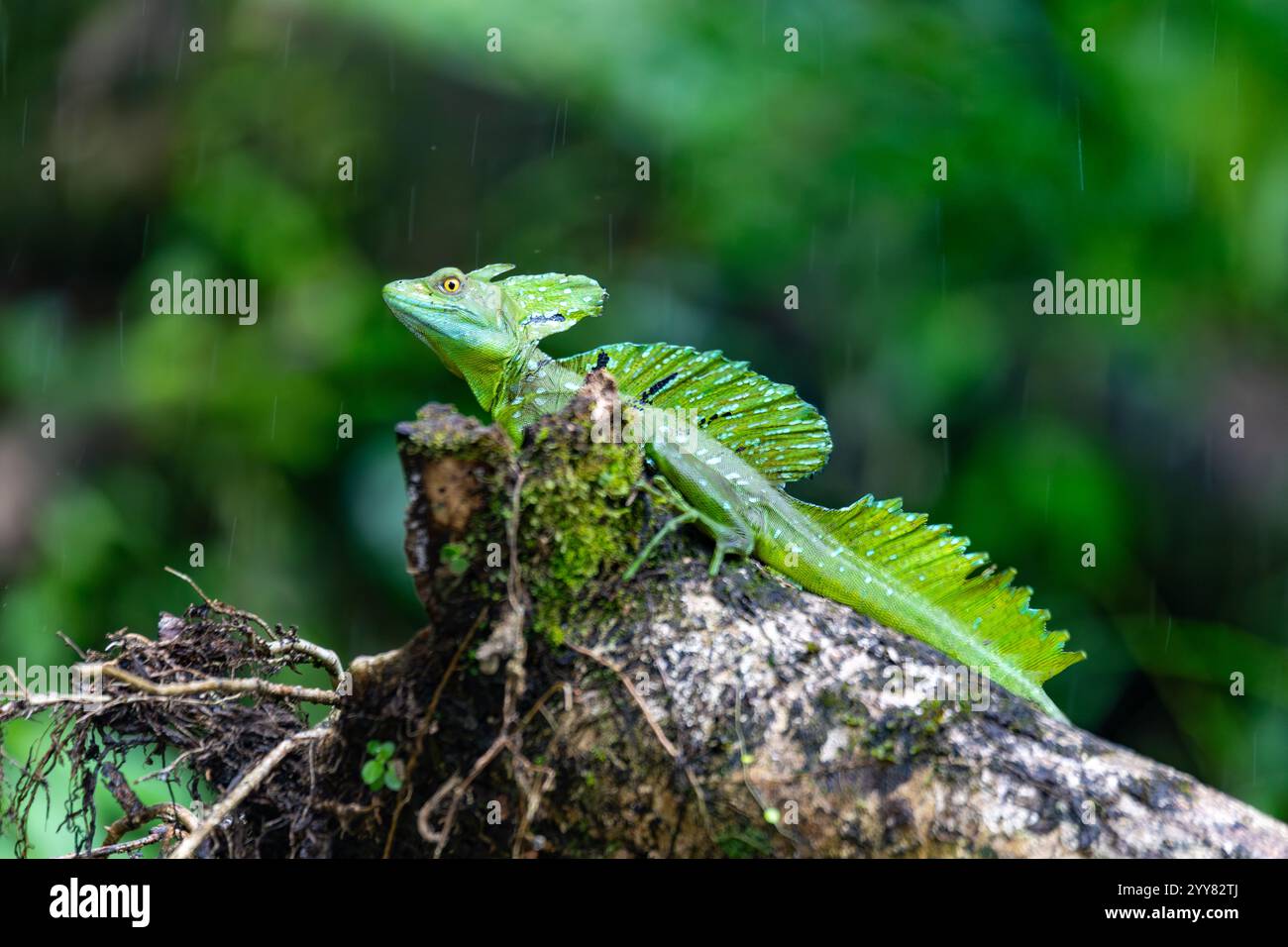 Plumed green basilisk (Basiliscus plumifrons), sitting on branch ...