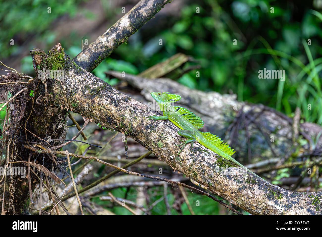 Plumed green basilisk (Basiliscus plumifrons), sitting on branch ...