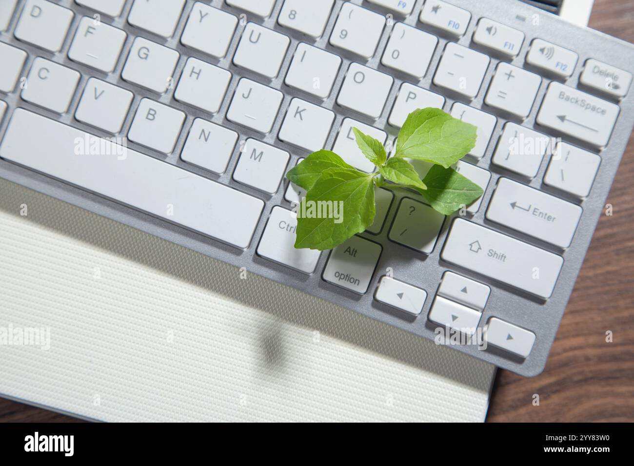 Green leaf on keyboard hi-res stock photography and images - Alamy