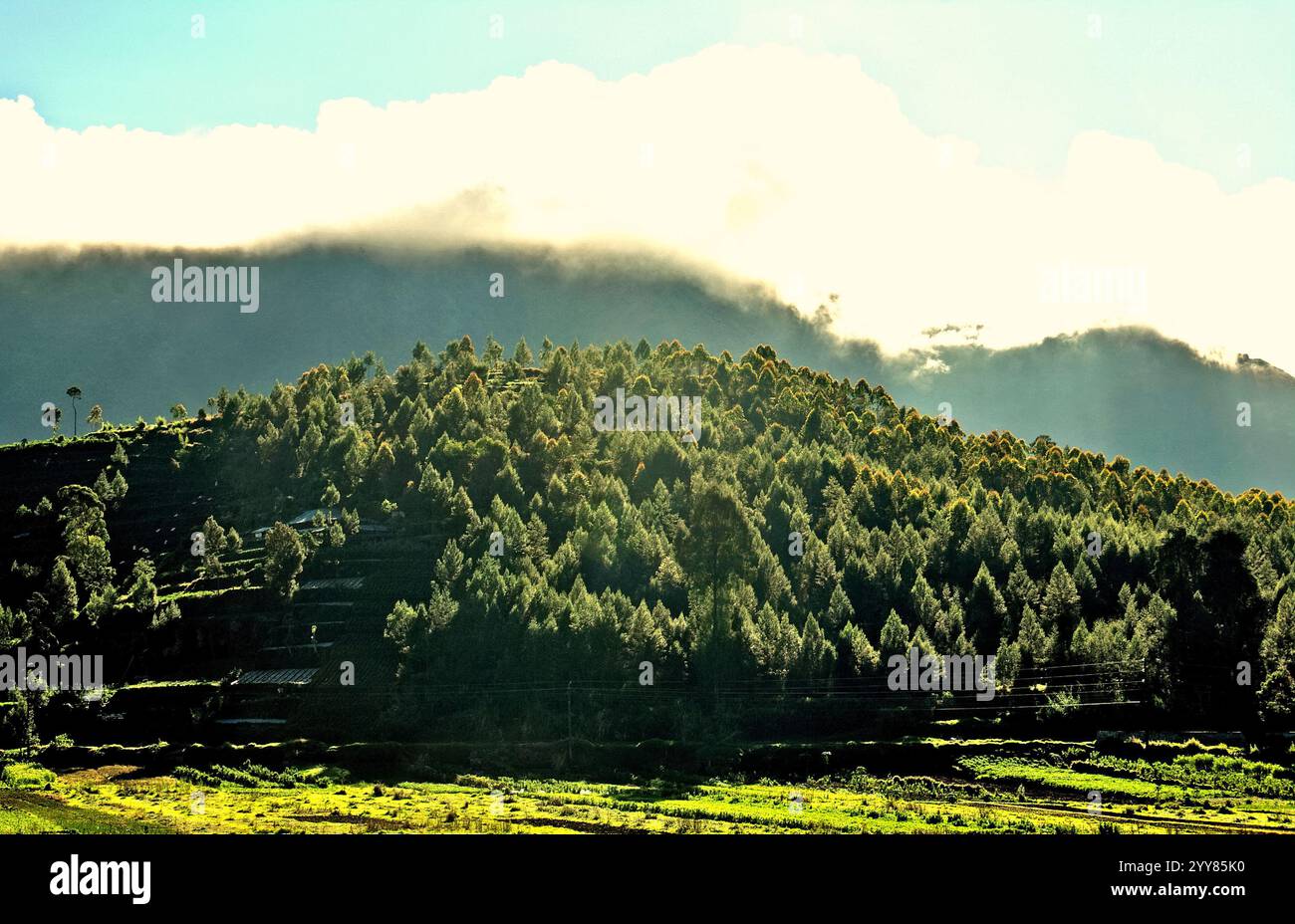 A hill covered by dense evergreen trees on Dieng plateau, which is ...
