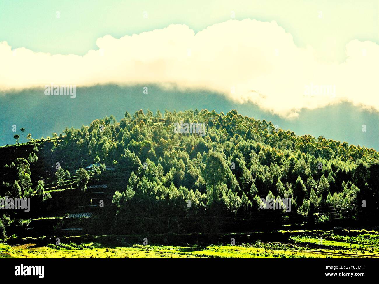 A hill covered by dense evergreen trees on Dieng plateau, which is ...